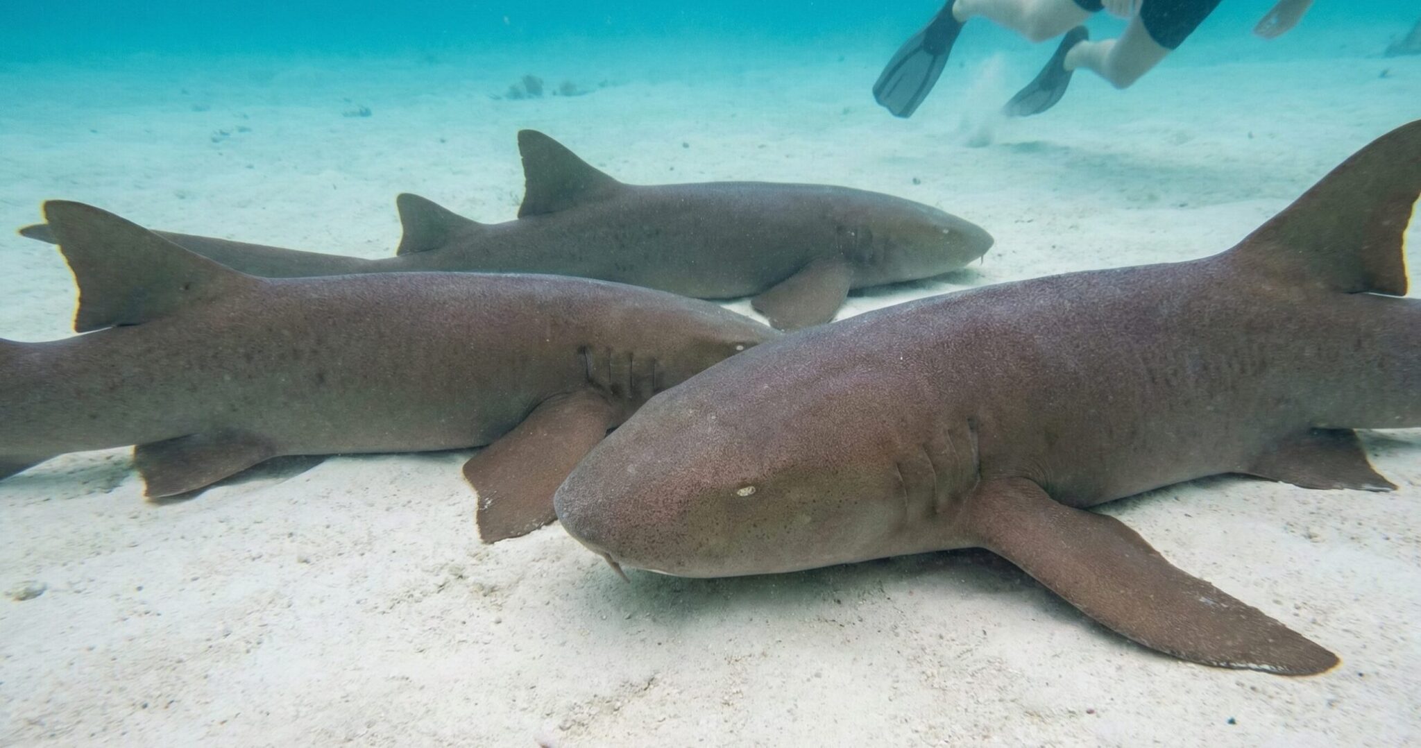 Hol Chan and Shark Ray Alley: The Ultimate Duo of Belize Snorkeling