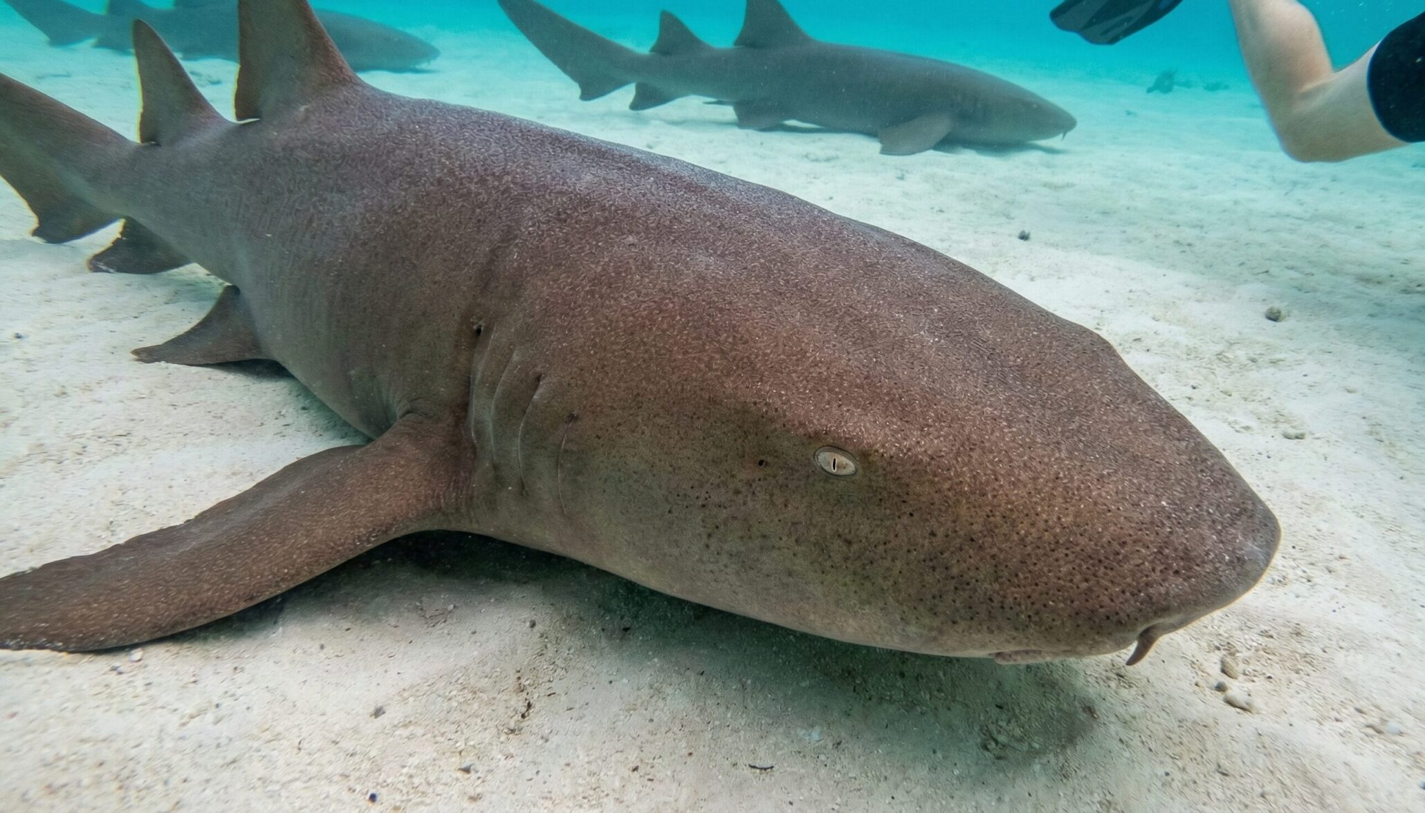 Hol Chan and Shark Ray Alley: The Ultimate Duo of Belize Snorkeling